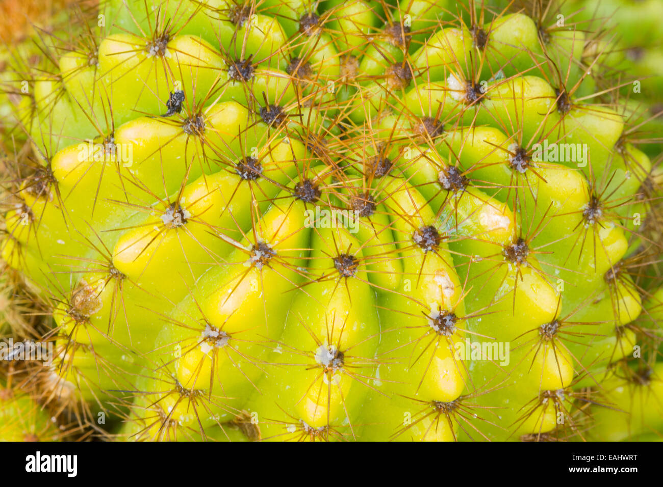 yellow green cactus background Stock Photo - Alamy