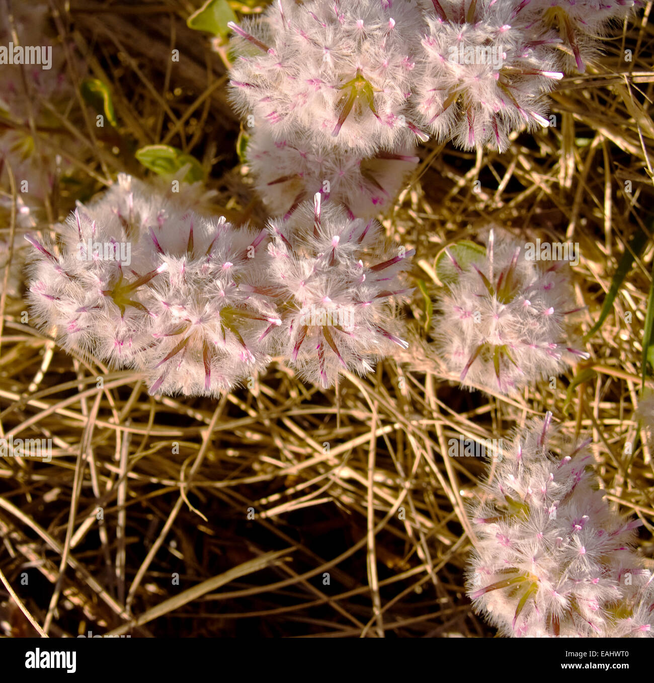 Mulla mulla hi-res stock photography and images - Alamy