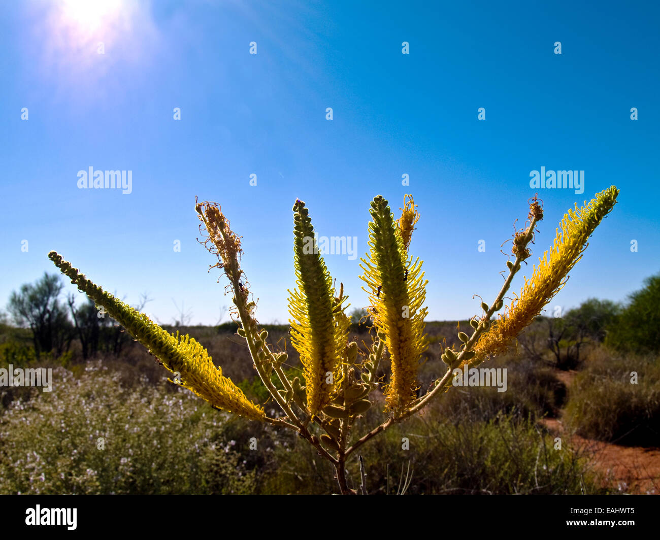 Hakea lorea hi-res stock photography and images - Alamy