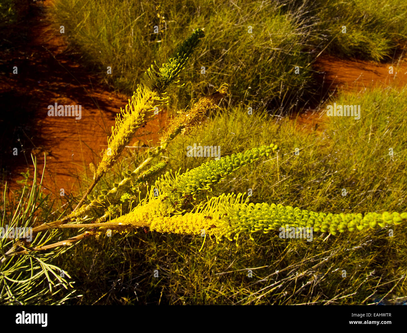 Witinti hi-res stock photography and images - Alamy