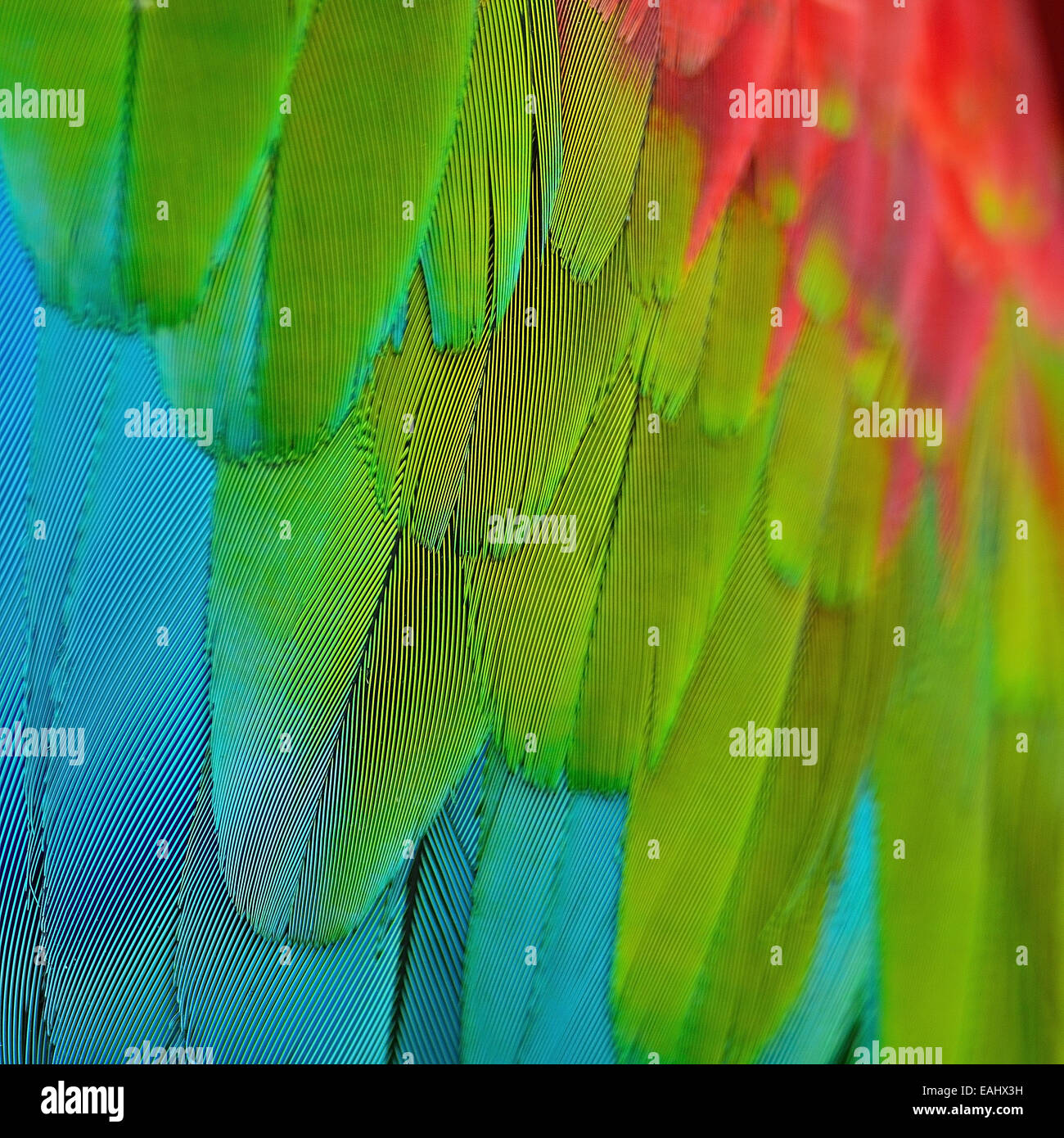 Beautiful multicolored bird feathers, Greenwinged Macaw feathers Stock ...