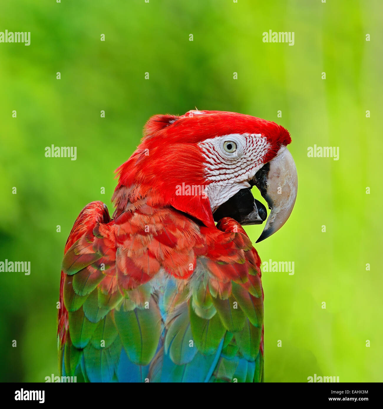 Colorful green and red parrot, Greenwinged Macaw aviary, back profile ...