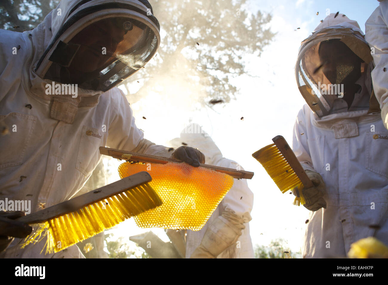 Kenyans learn the method of top-bar beekeeping. Tree of Life Beekeeping ...
