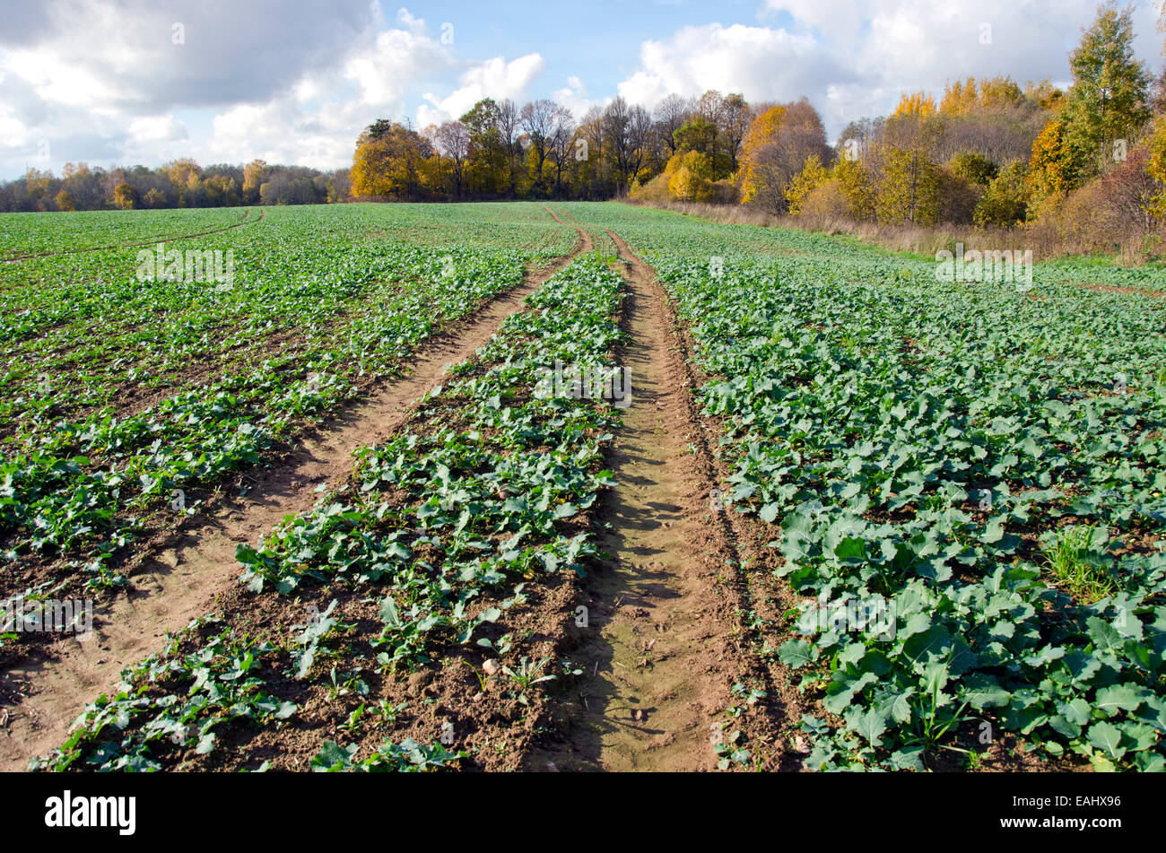 rapeseeds seedling crop farm field in autumn time Stock Photo - Alamy
