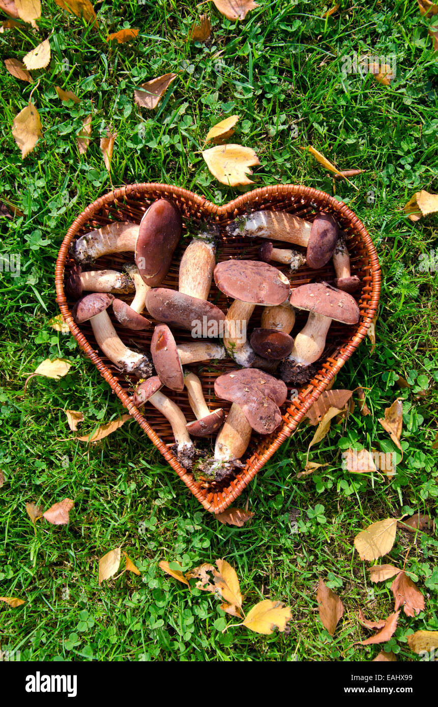 Boletus badius (Xerocomus badius) mushroom in wicker heart form basket ...