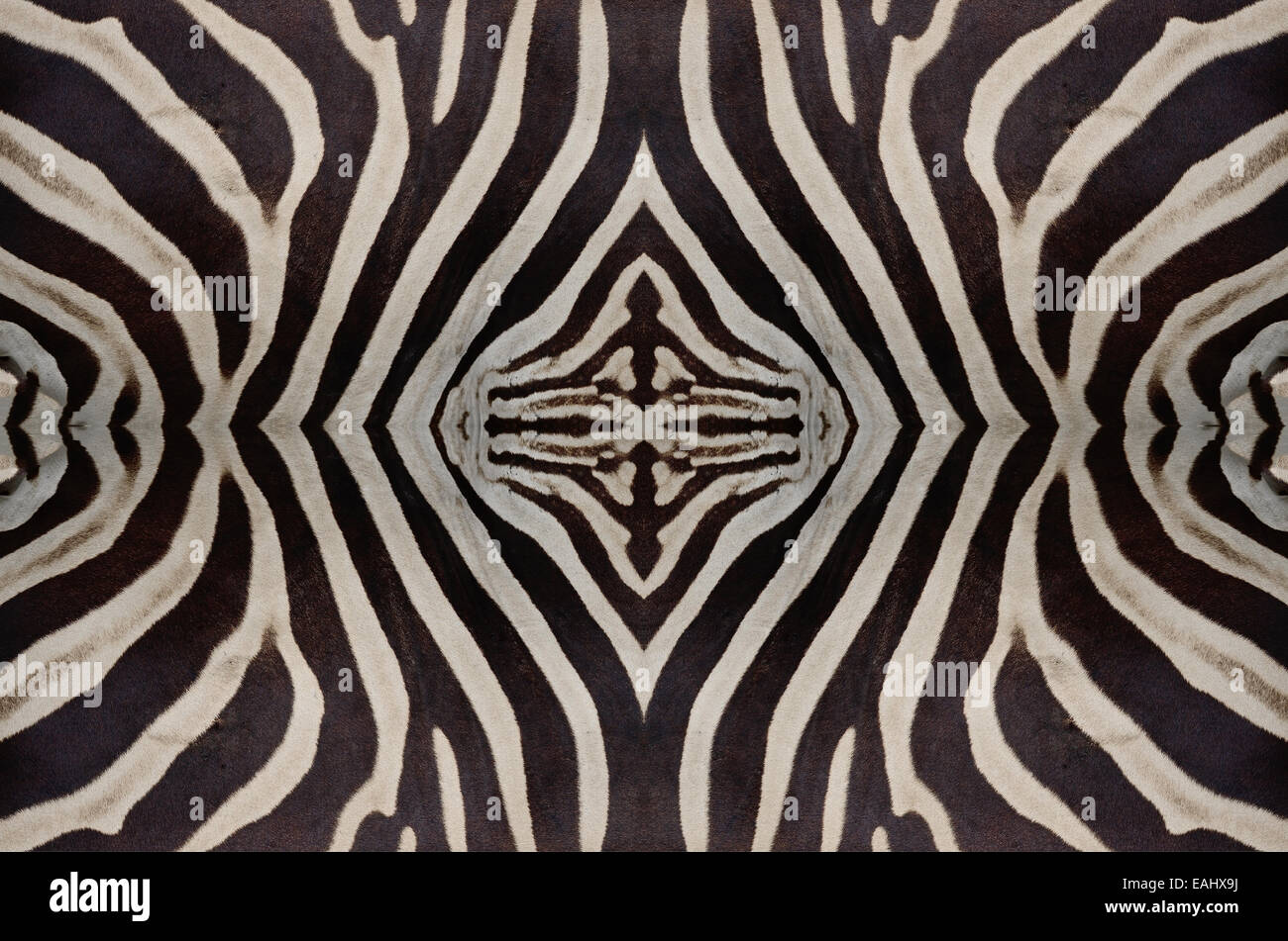 Seamless pattern made from skin of Common Zebra, Burchell's Zebra Stock ...