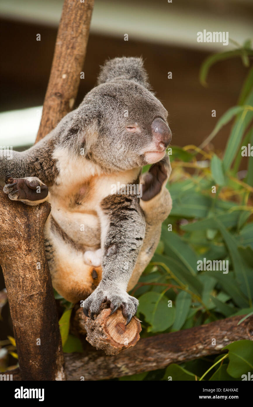 Koala bear marsupial hi-res stock photography and images - Alamy