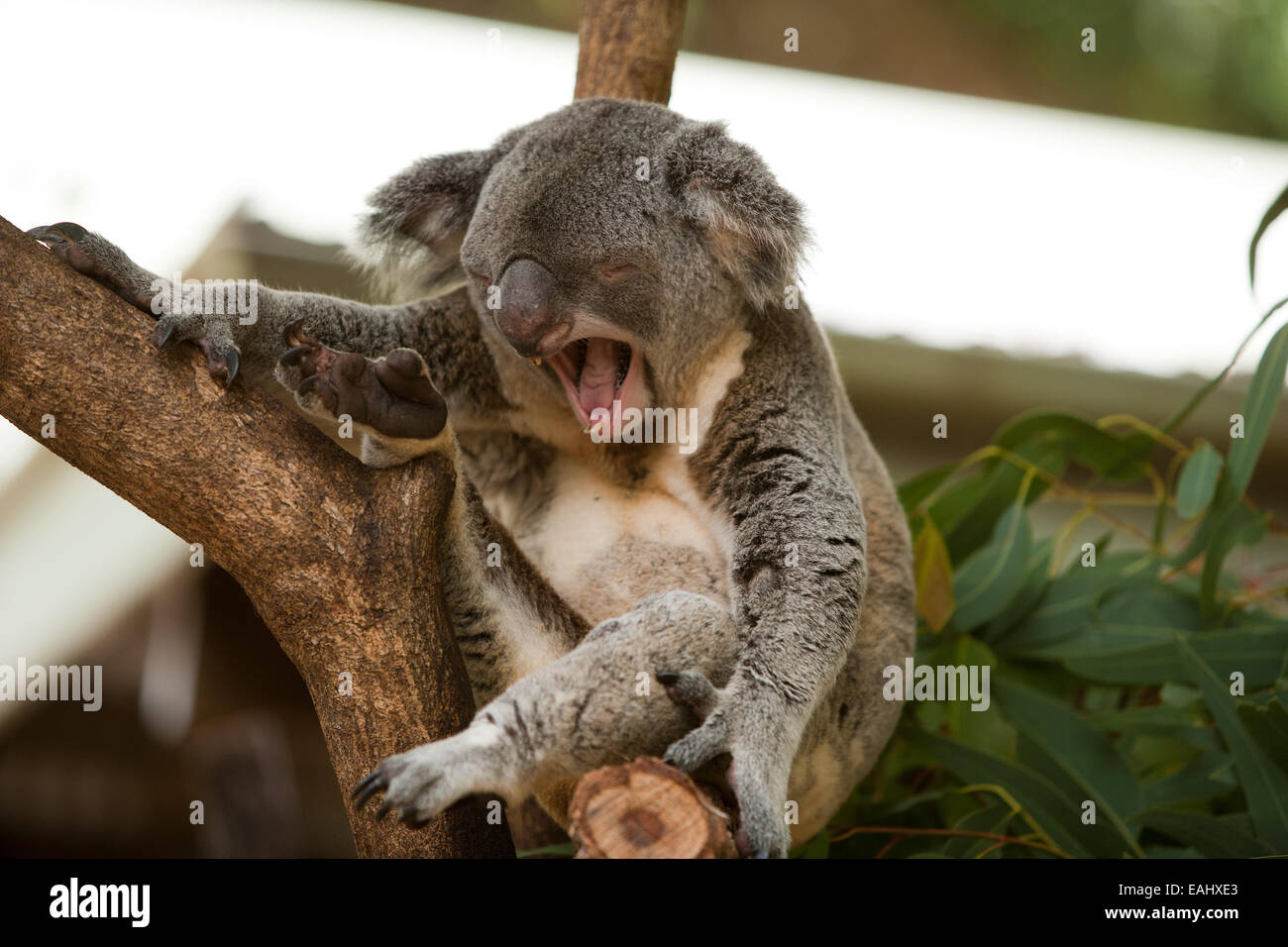Koala yawning hi-res stock photography and images - Alamy