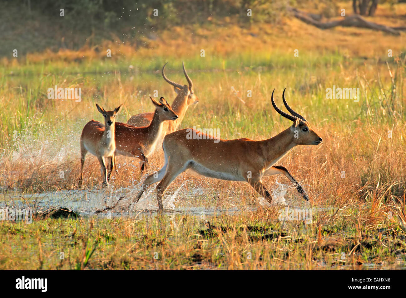Red lechwe antelopes (Kobus leche) running through water, Kwando river ...
