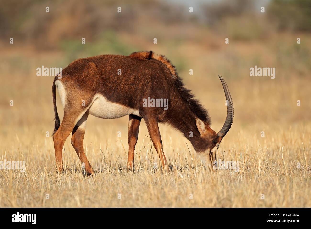 Female sable antelope (Hippotragus niger), South Africa Stock Photo - Alamy