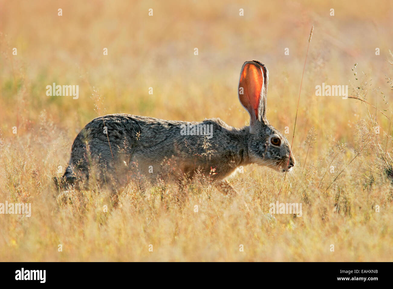 Scrub hare (Lepus saxatilis) among grass, Etosha National Park, Namibia ...