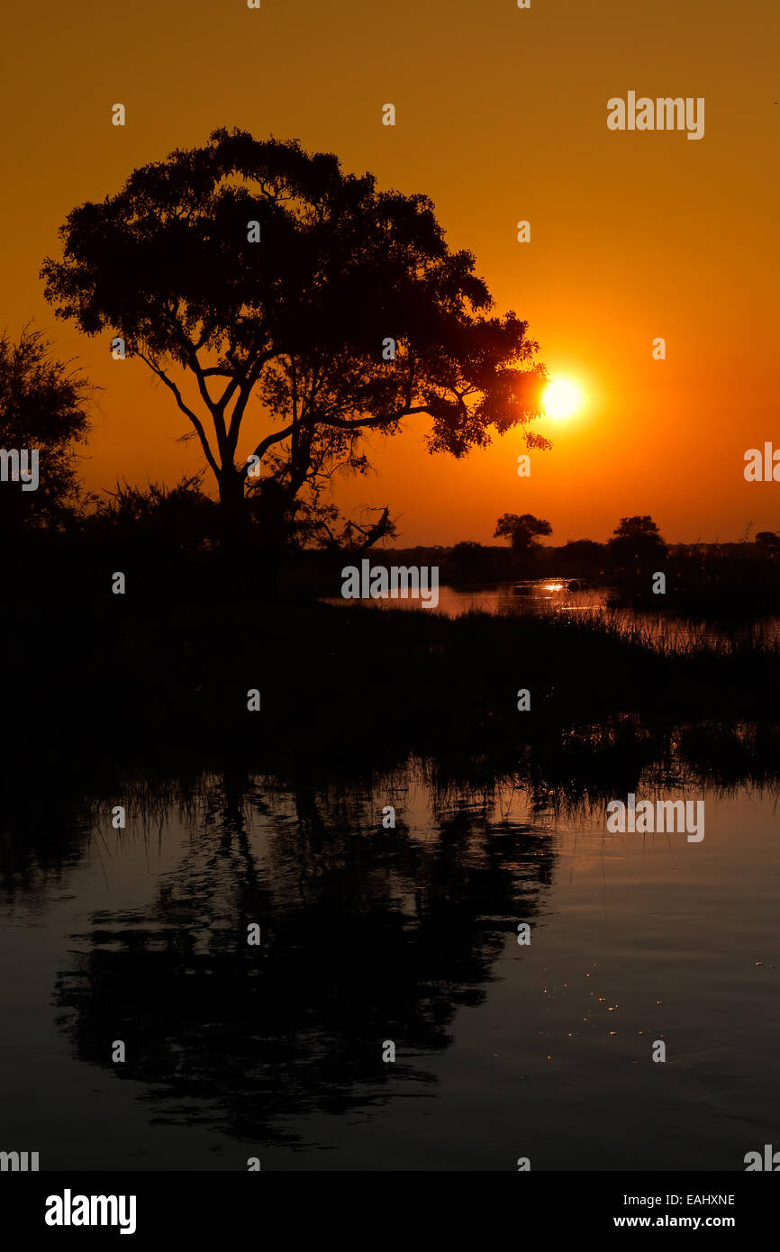 African landscape with an tree reflected in water at sunset, Kwando ...