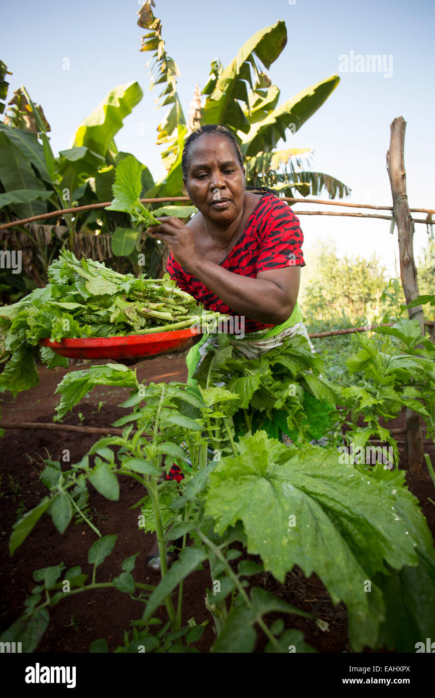 Malawi africa agriculture farm hi-res stock photography and images - Alamy
