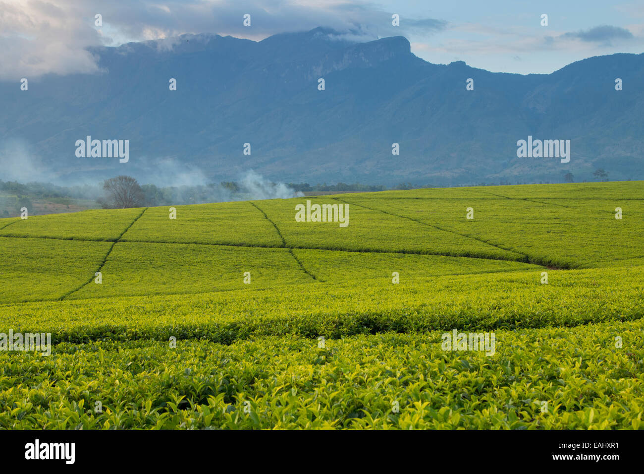 Tea estates at Mount Mulanje, Southern Malawi Stock Photo - Alamy