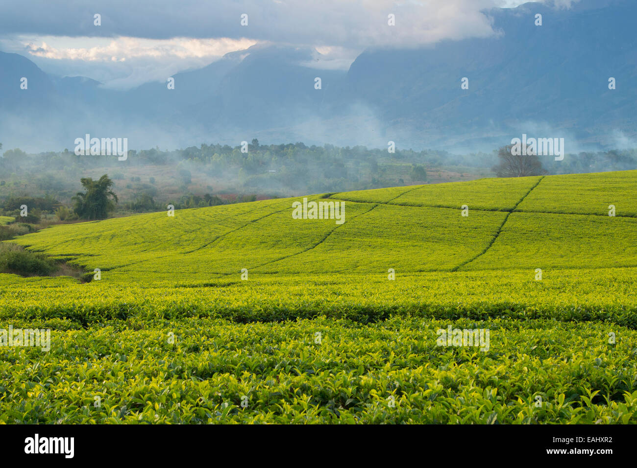 Tea estates at Mount Mulanje, Southern Malawi Stock Photo - Alamy