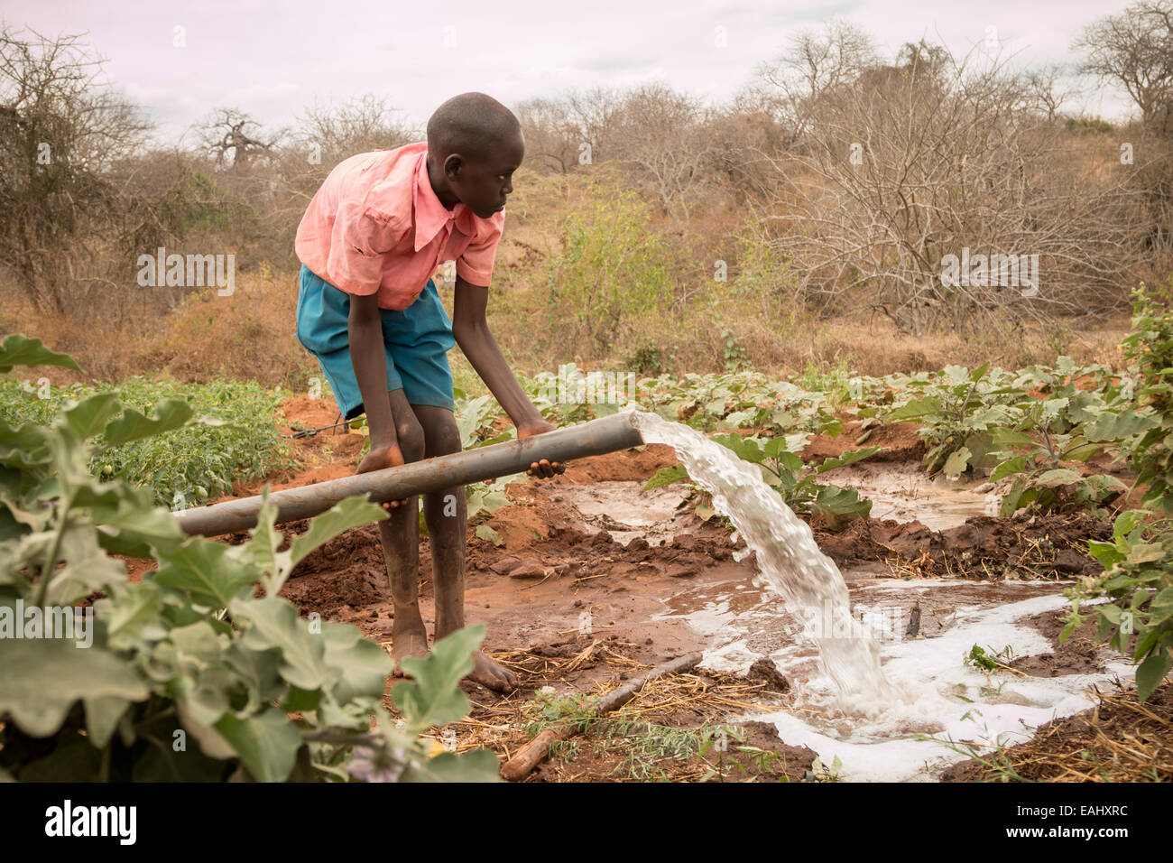 Vegetable Farming In Kenya