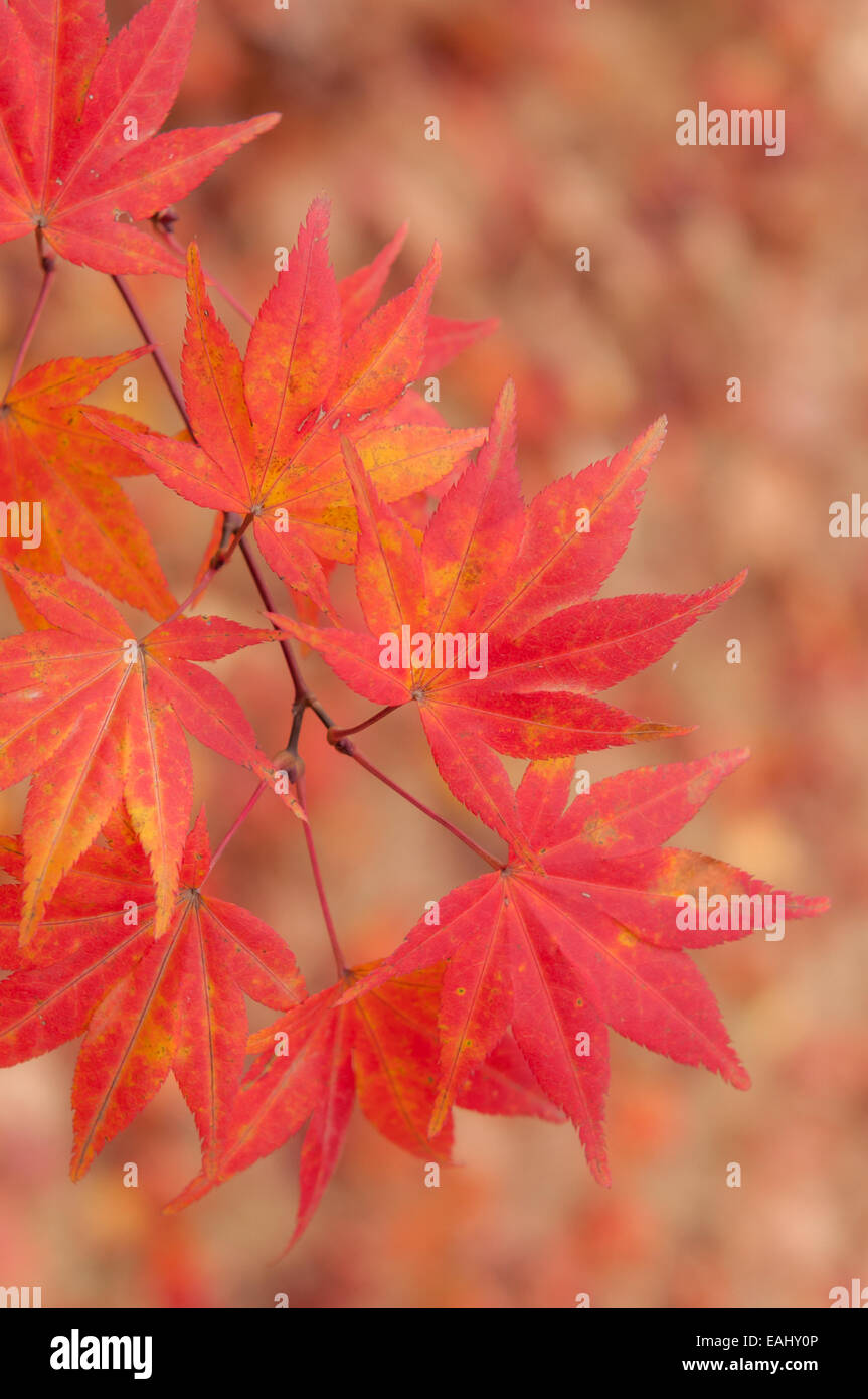 Red leaves on a Korean maple tree (Acer pseudosieboldianum) in autumn ...