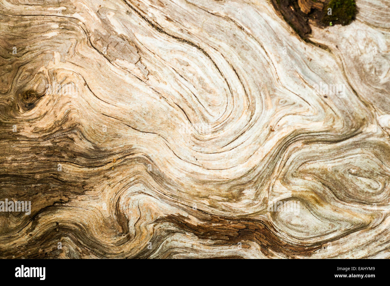 Driftwood Texture