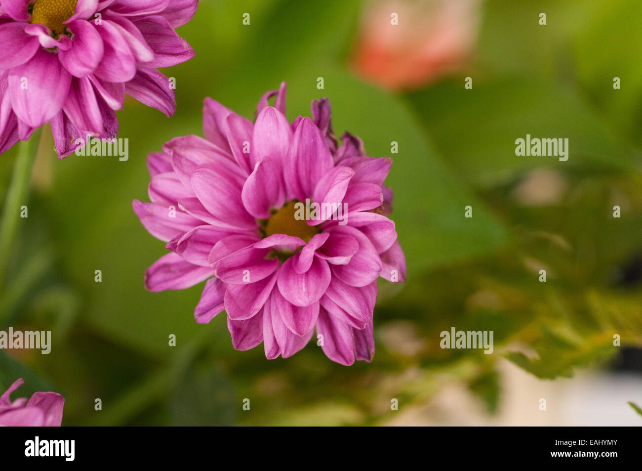Pink spring flower hi-res stock photography and images - Alamy