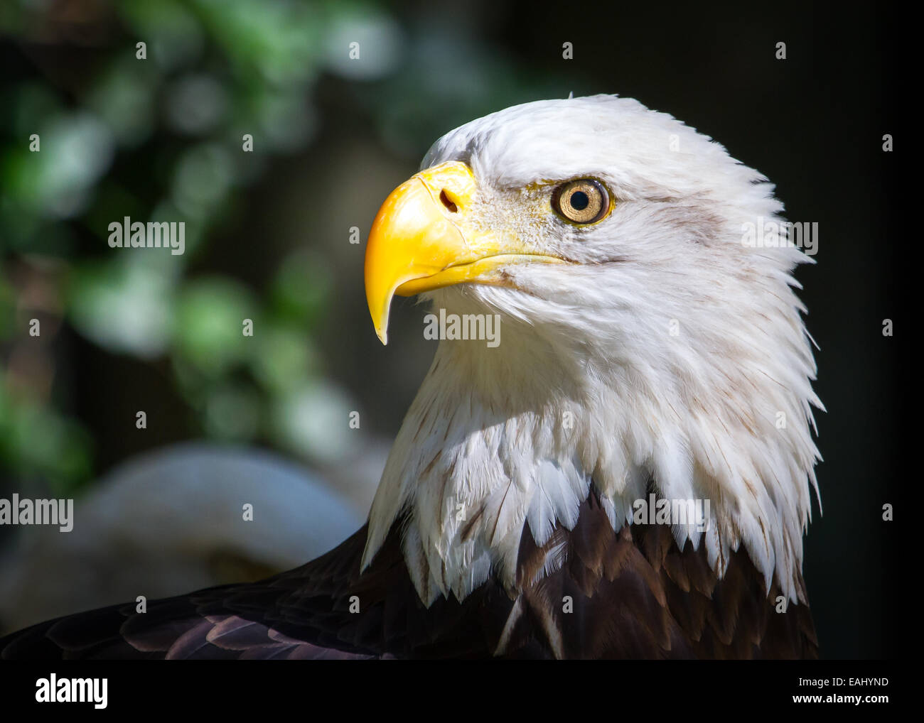 Bald Eagle close-up Stock Photo - Alamy