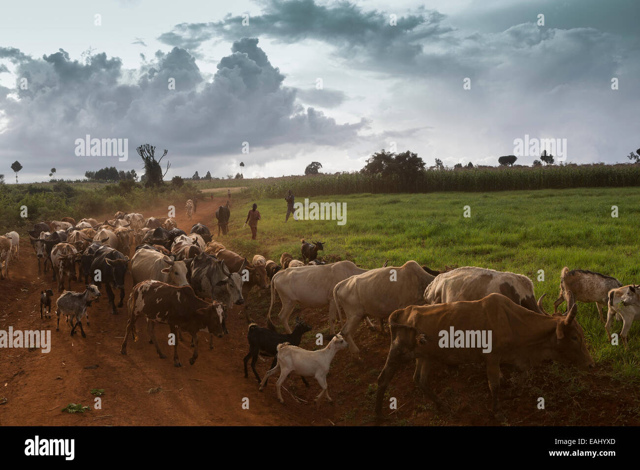 Cattle herding culture hi-res stock photography and images - Alamy