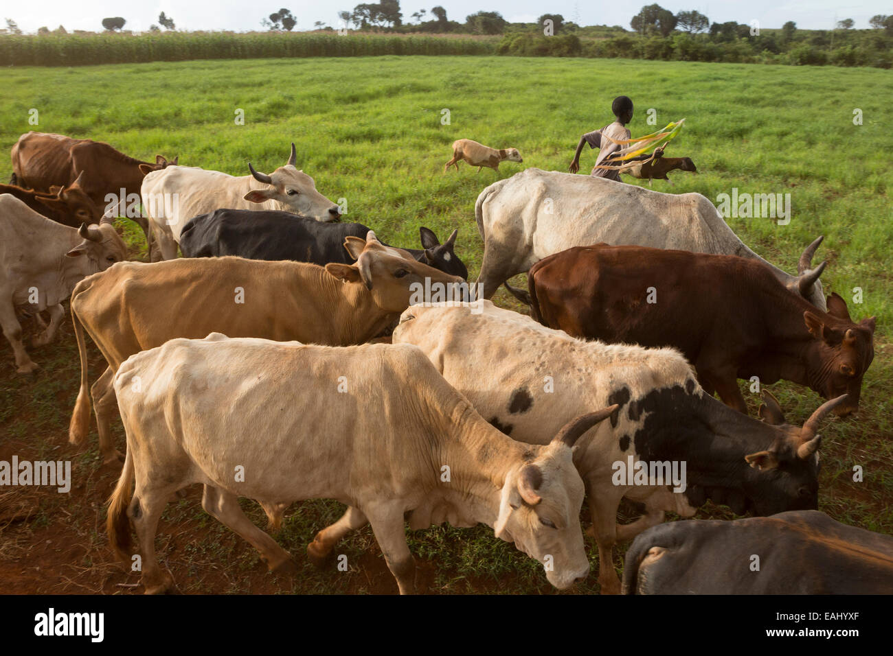 Child cattle africa hi-res stock photography and images - Alamy