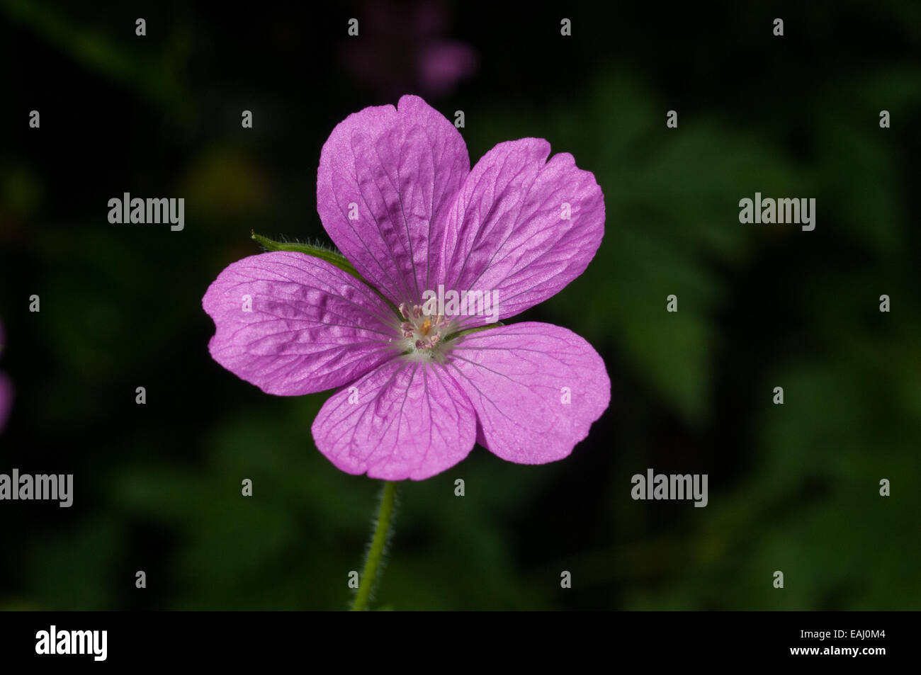 Pretty Pink Flower Center High Resolution Stock Photography and Images ...