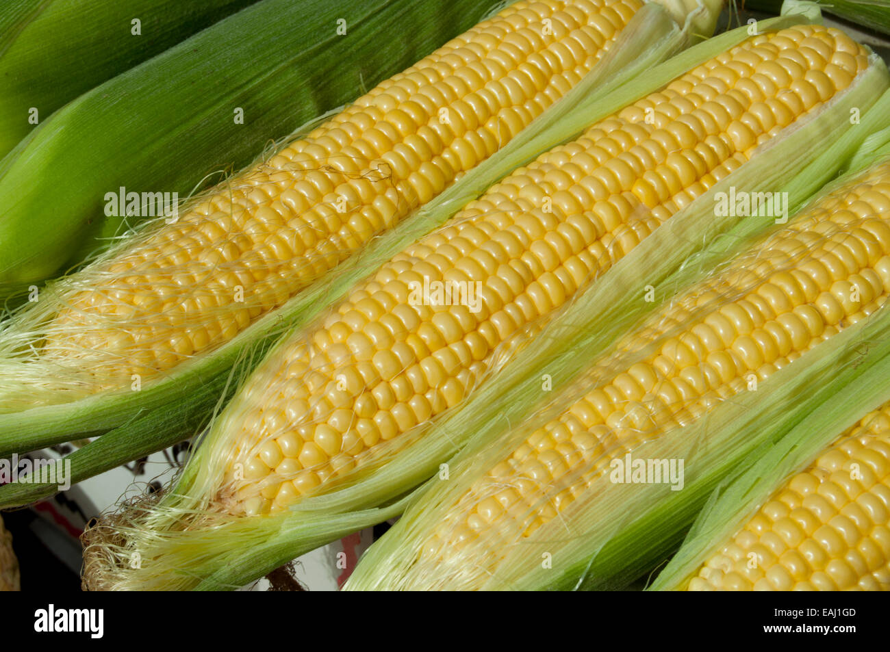 Fresh sweet corn display hi-res stock photography and images - Alamy