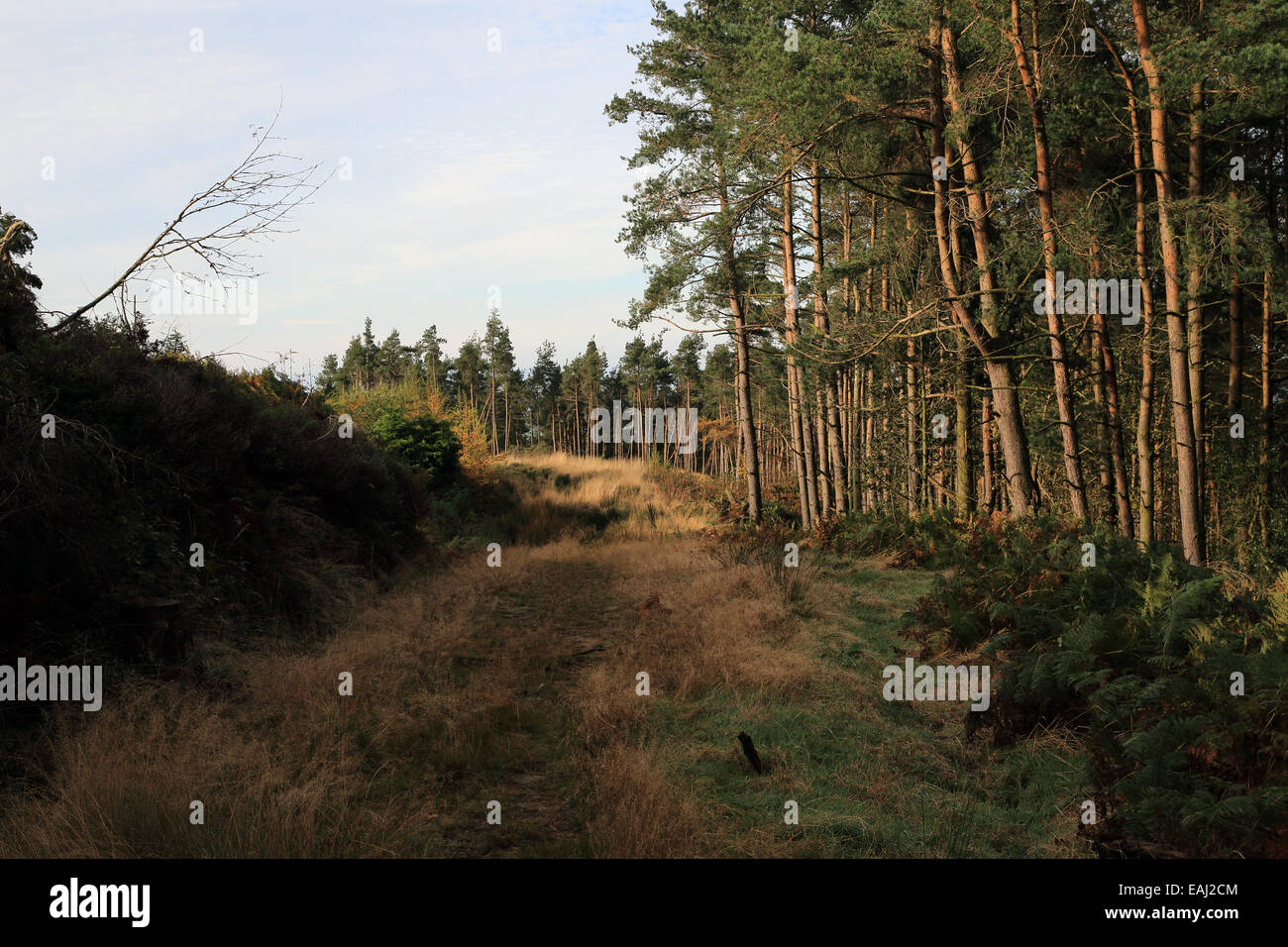 Thimbleby banks hi-res stock photography and images - Alamy