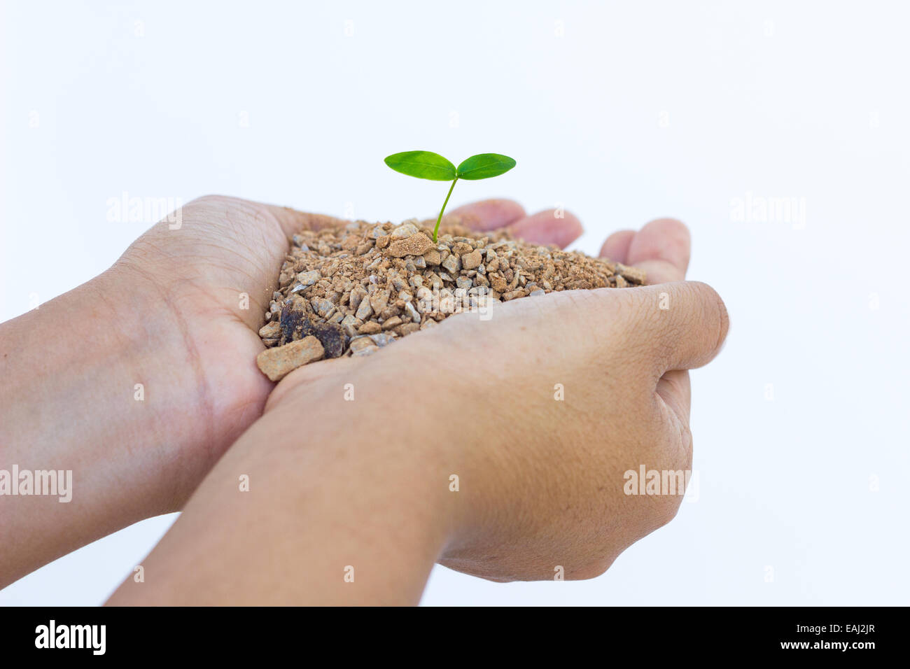 Hand and plant isolated on white background Stock Photo - Alamy