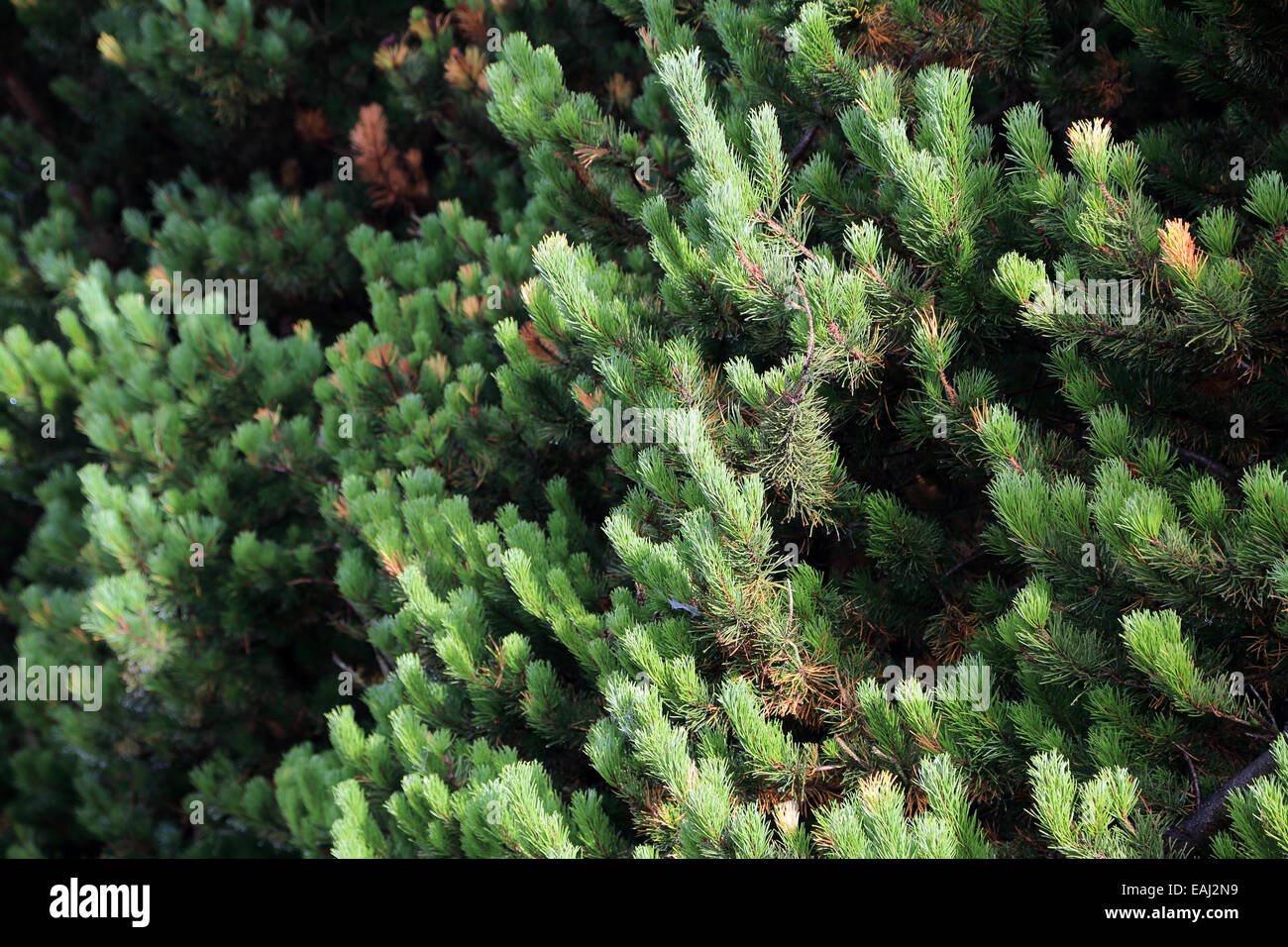 Woods detail hi-res stock photography and images - Alamy