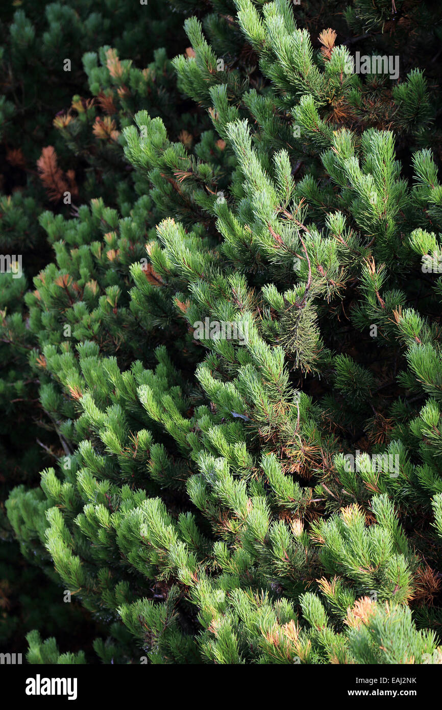 England pine tree woods hi-res stock photography and images - Alamy