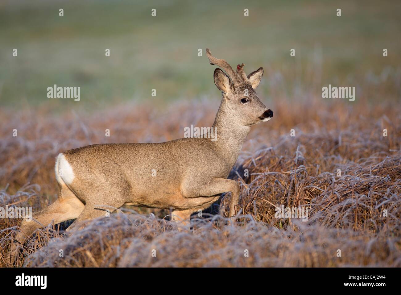Buck run hi-res stock photography and images - Alamy