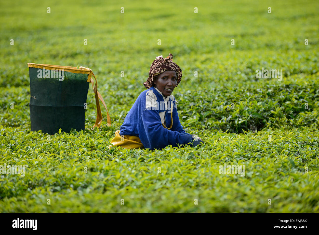 KENYA Kericho, worker pick tea leaves for Lipton tea, tea plantation of ...
