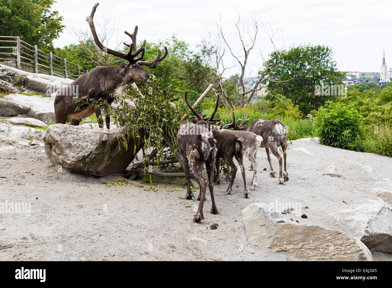 Reindeer feeding at Skansen open-air museum and zoo, Djurgarden ...