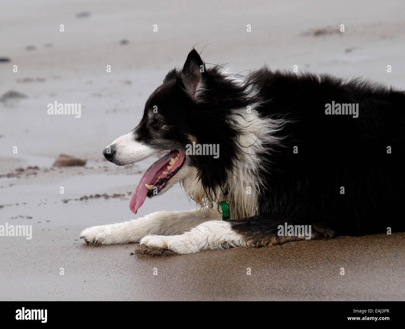 Border Collie with tongue hanging out, laying on the beach, Bude ...