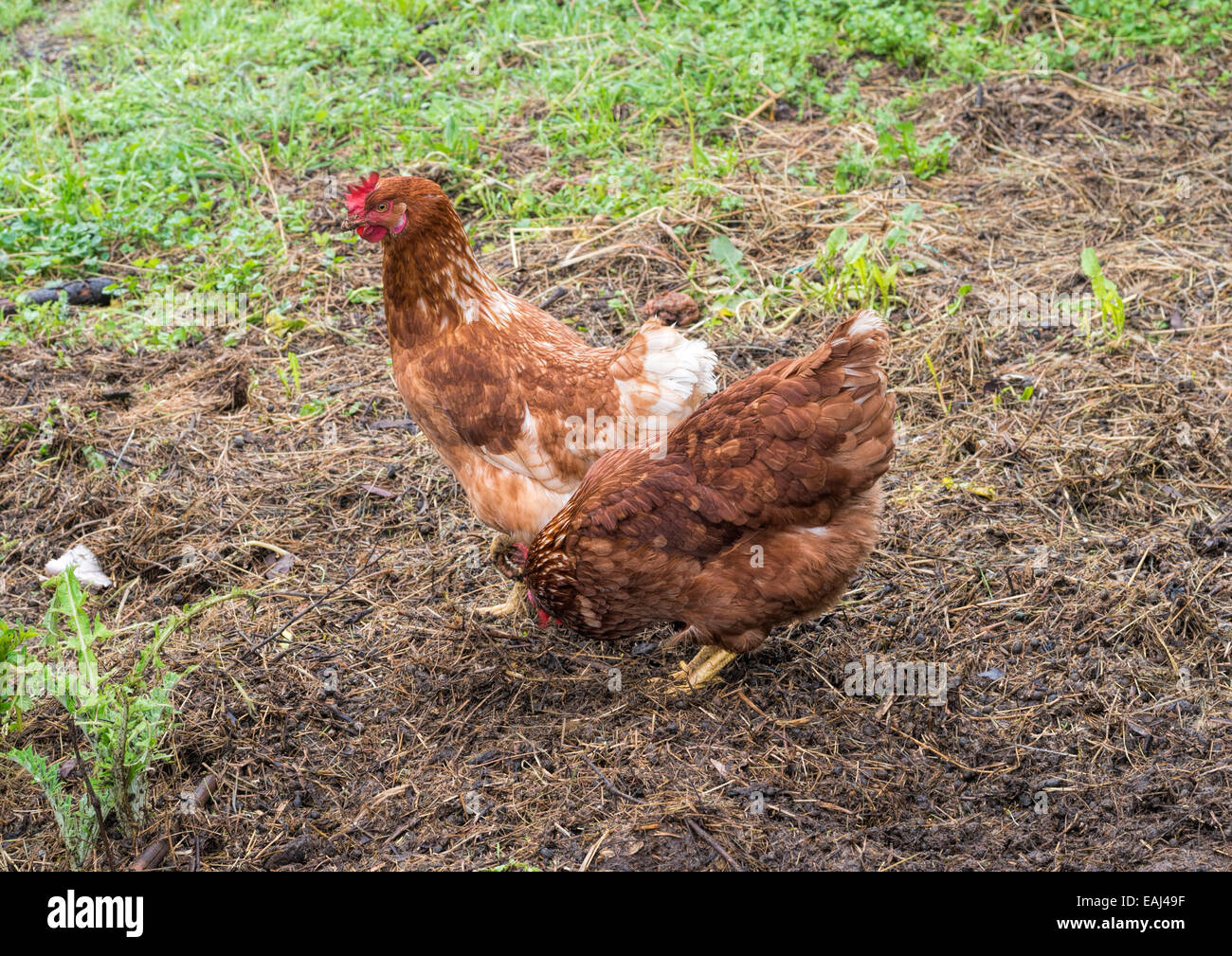 Chicken scratching hi-res stock photography and images - Alamy