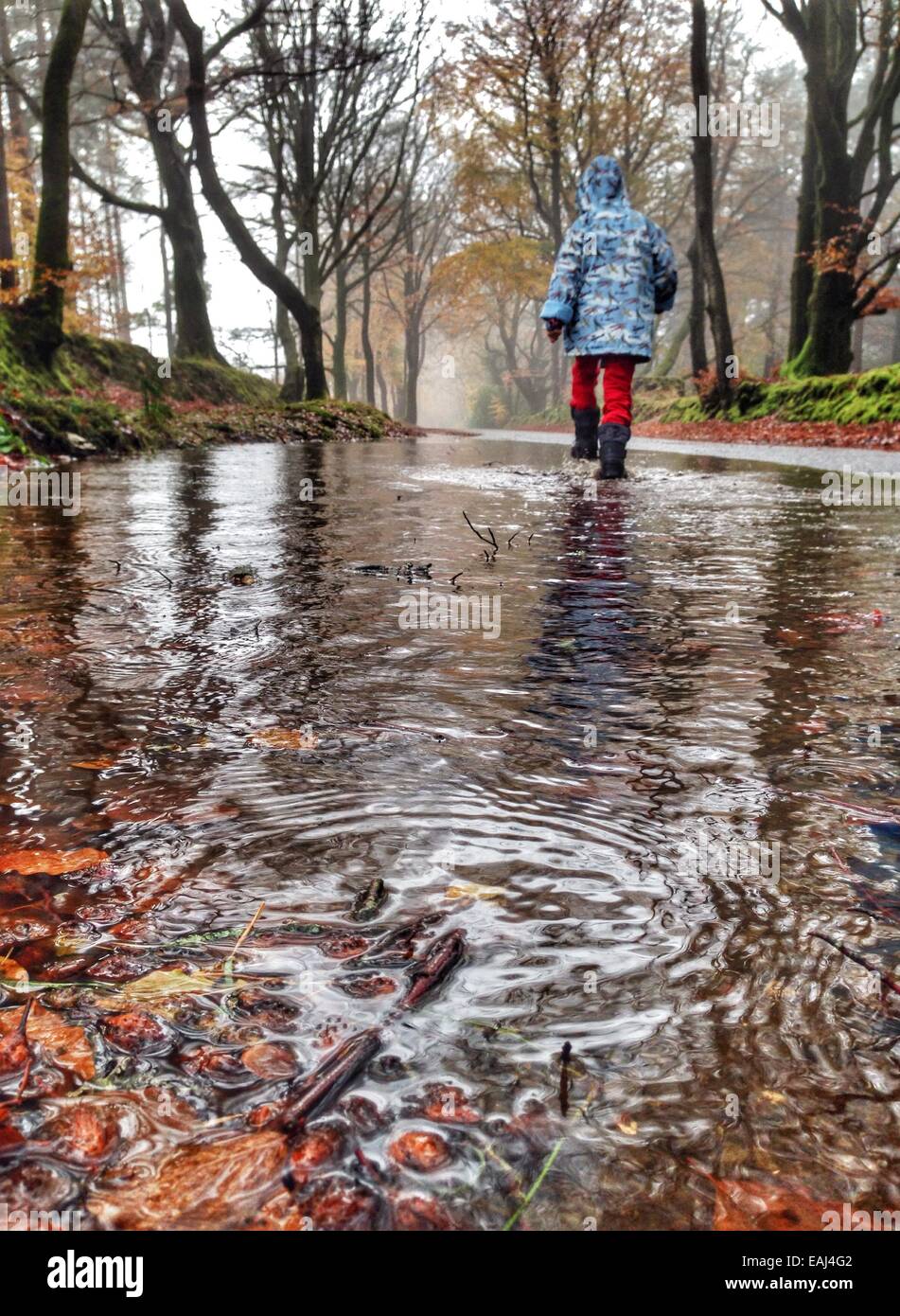 Haldon Forest, Devon, UK. 16th November, 2014. UK weather. Having a ...
