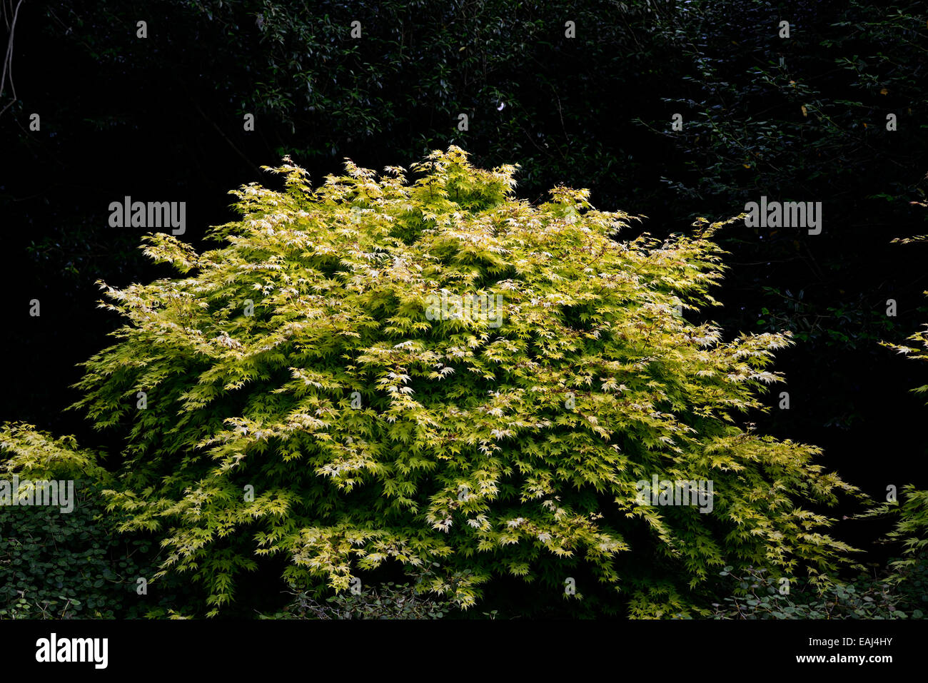 acer palmatum orange dream lime green yellow foliage leaves deciduous ...