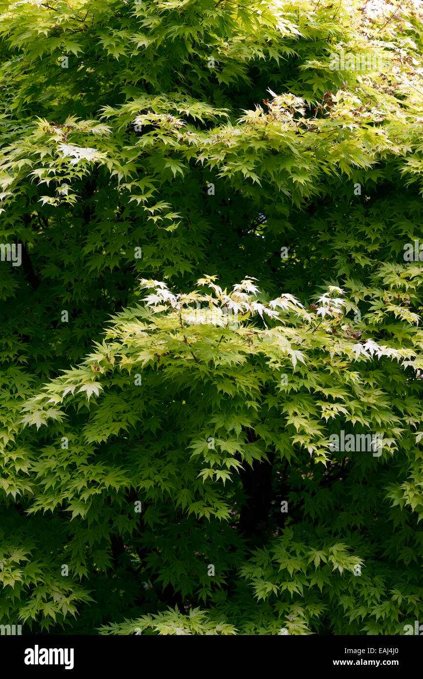 acer palmatum orange dream lime green yellow foliage leaves deciduous ...
