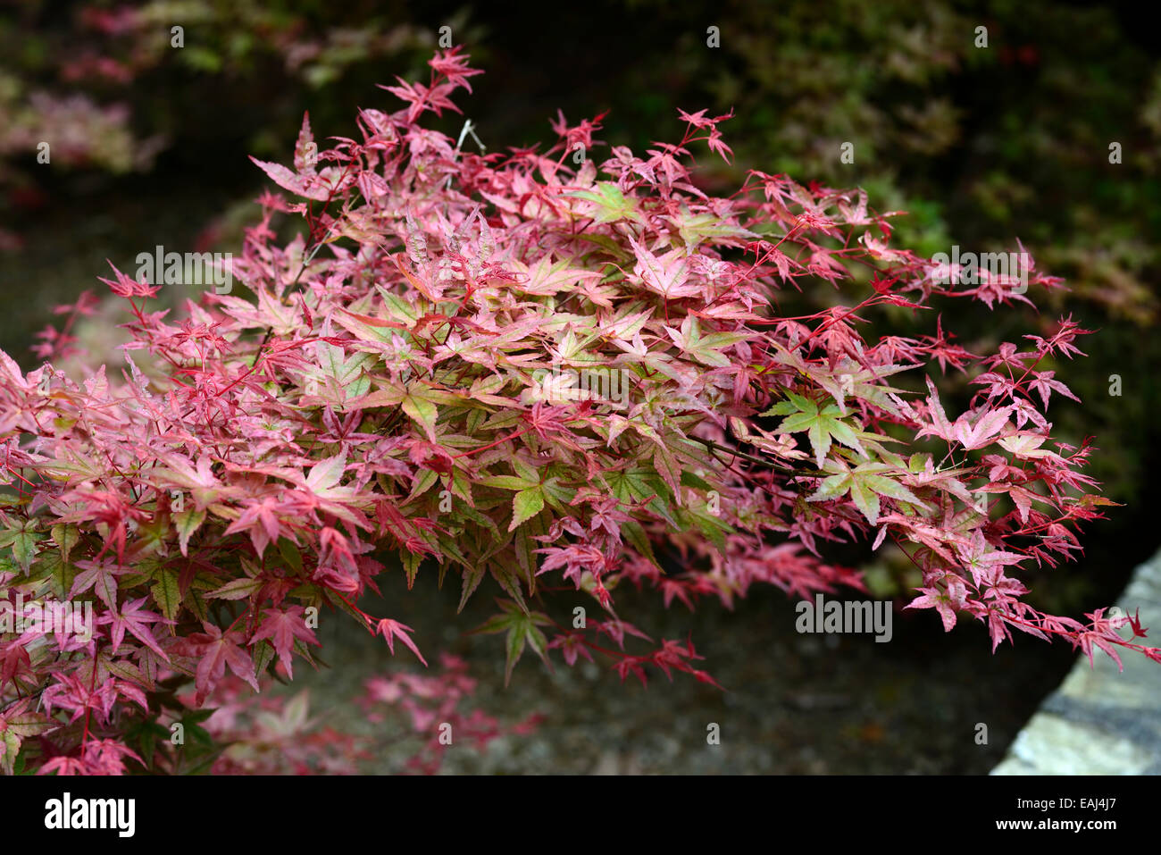 acer palmatum otome zakura red foliage leaves deciduous tree trees ...