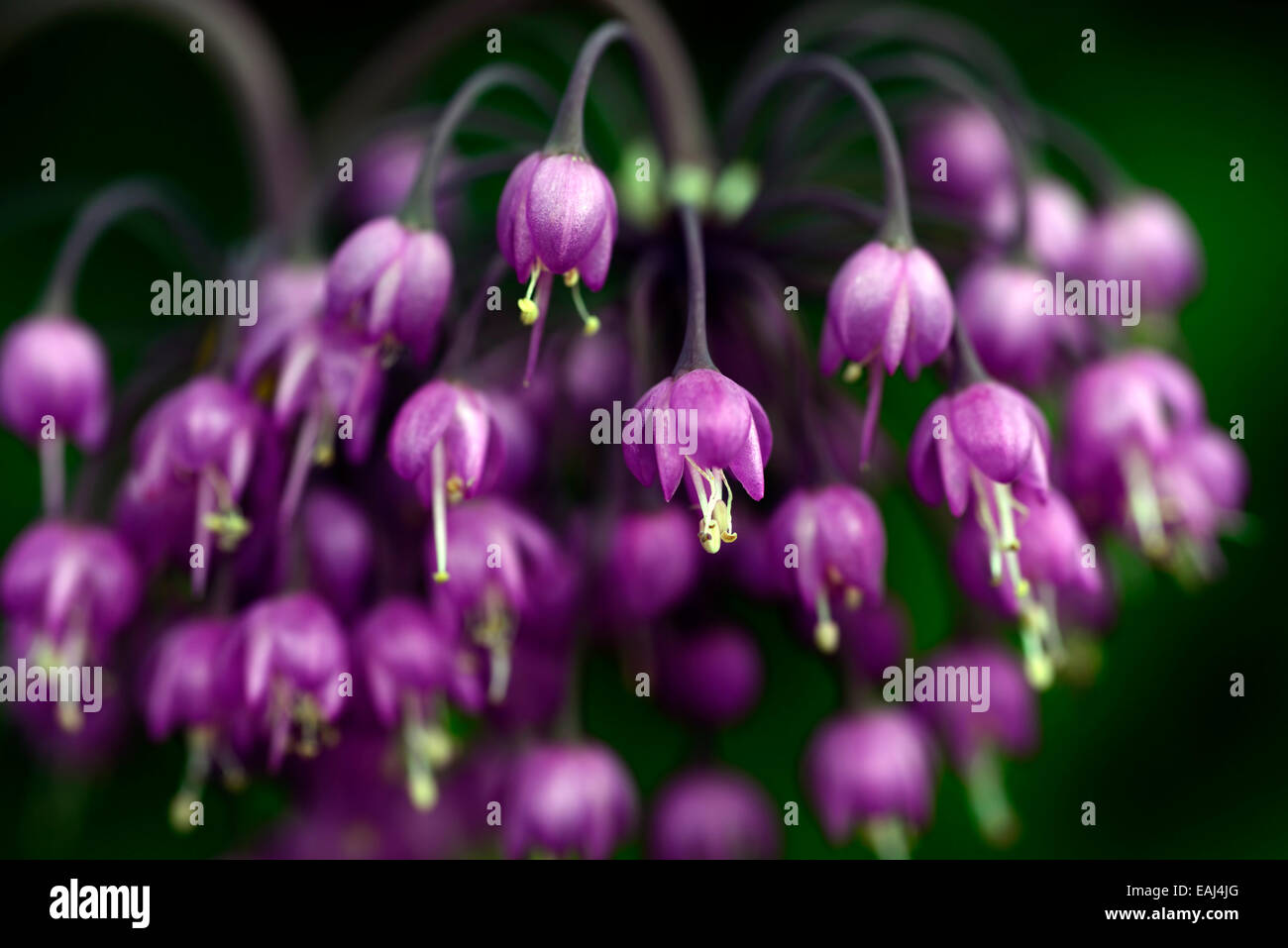 allium cernuum purple flower flowers flowering nodding onions lady's ...