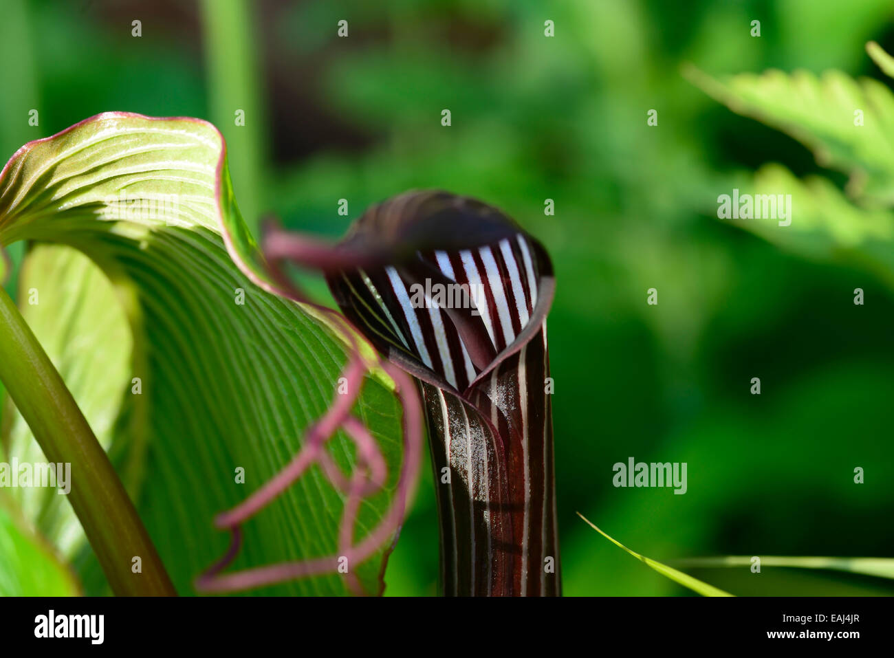 Arisaema costatum cobra lily aroid purple brown white stripes spathe ...