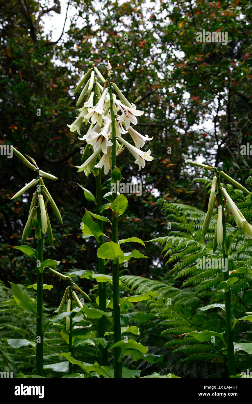 Cardiocrinum giganteum giant himalayan hi-res stock photography and ...