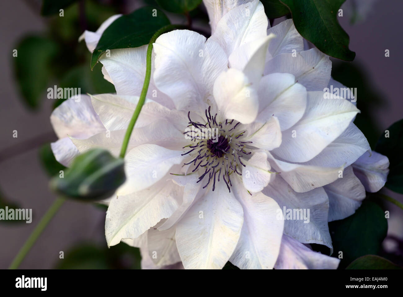 Clematis reflections group 3 single semi-double flower flowers ice blue ...