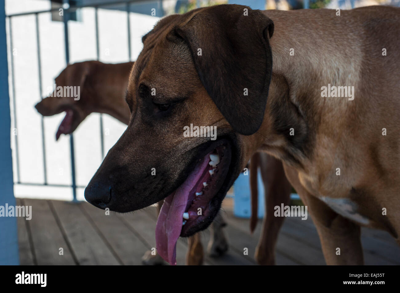 Two Rhodesian Ridgeback dogs playing in the open air in a residential ...