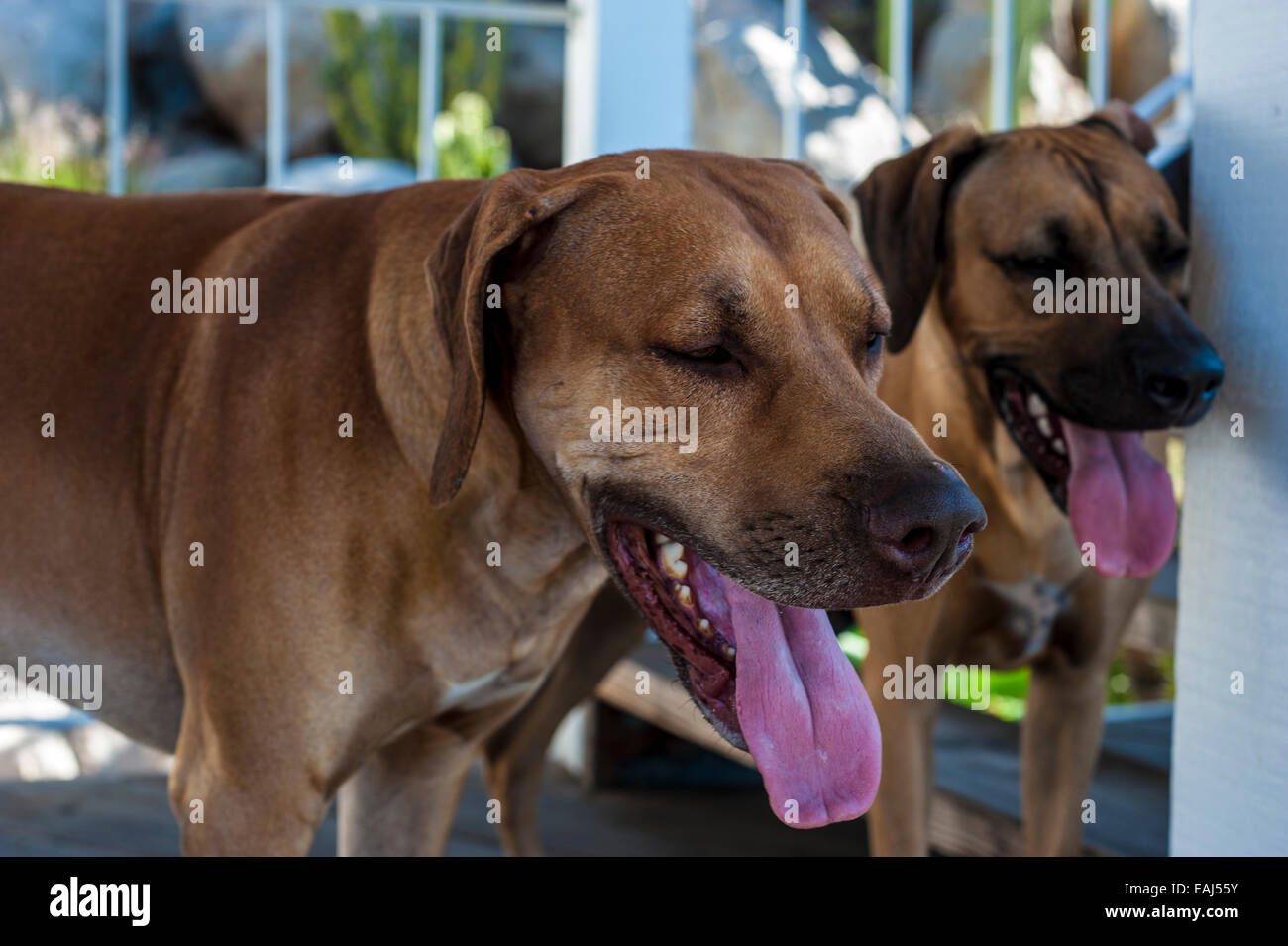 Two Rhodesian Ridgeback dogs playing in the open air in a residential ...
