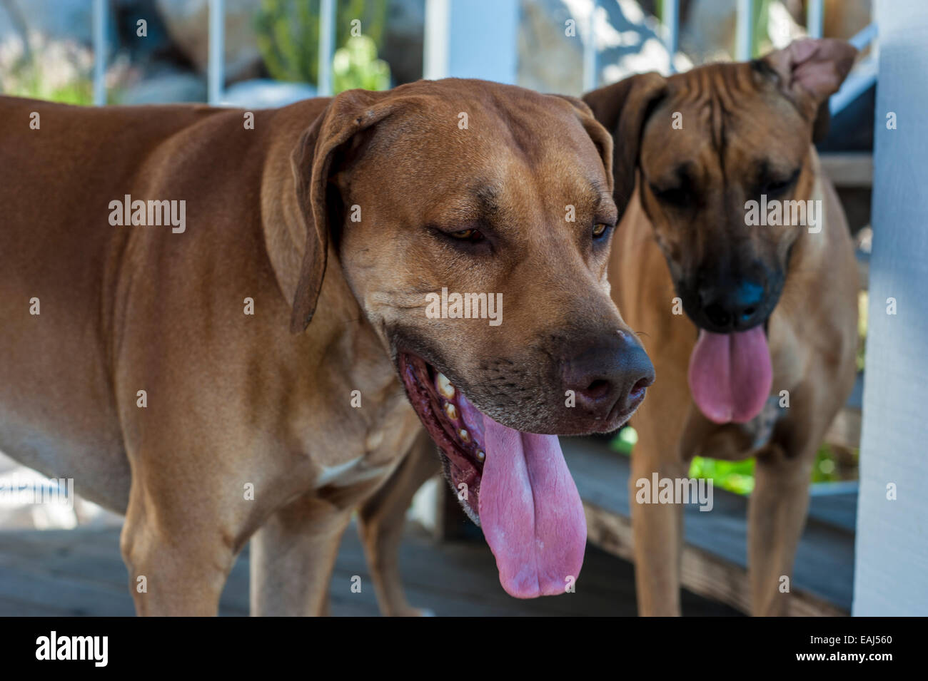 Two Rhodesian Ridgeback dogs playing in the open air in a residential ...
