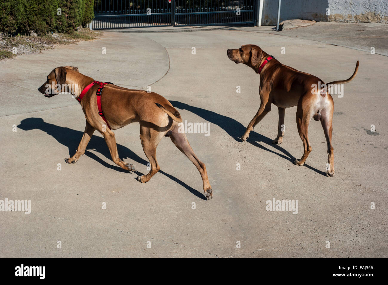 Two Rhodesian Ridgeback dogs playing in the open air in a residential ...