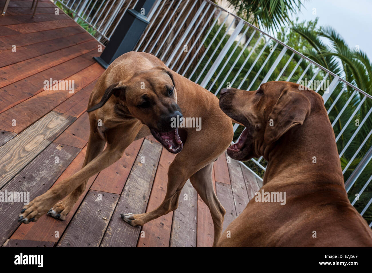 Two Rhodesian Ridgeback dogs playing in the open air in a residential ...